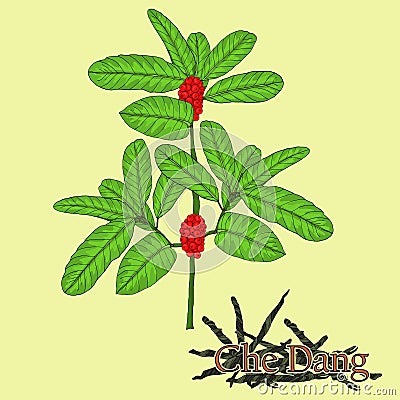 Che Dang. Illustration Of A Plant In A Vector With Berry For Use ...