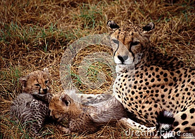 Cheetah Babies Stock Photo - Image: 38650