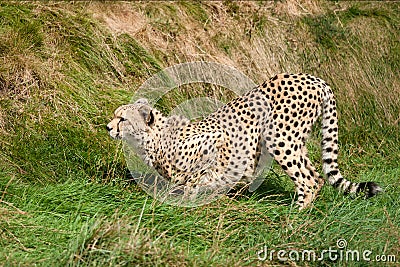 Cheetah Crouching In The Grass Ready To Pounce Royalty Free Stock Image ...