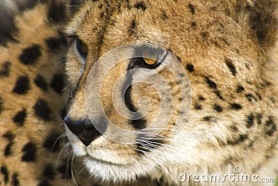 Cheetah Face Royalty Free Stock Images - Image: 3332709