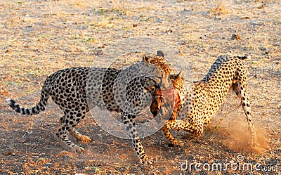 Cheetah Fight Royalty Free Stock Photography - Image: 7093387