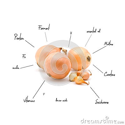 The Chemical Composition Of Onion Stock Illustration - Image: 58396326