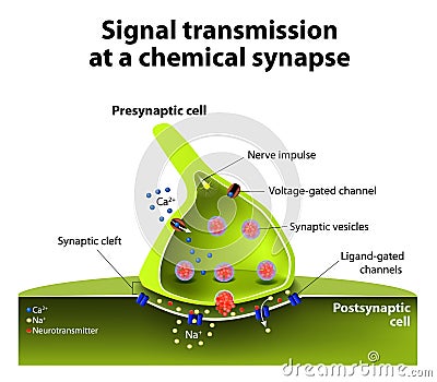 Chemical Synapse Vector Illustration | CartoonDealer.com #51004602