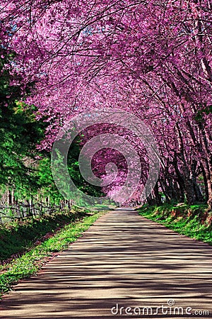 Cherry Blossom Pathway Stock Photos - Image: 24846163
