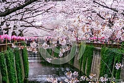 Cherry Blossom Rows Along The Meguro River In Tokyo, Japan. Royalty ...