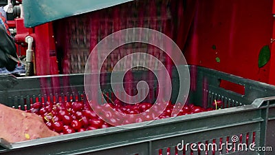 Cherry harvesting machine stock video. Video of agriculture - 119573125