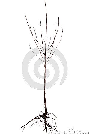 Cherry Tree Sapling Royalty Free Stock Photos - Image: 30375418