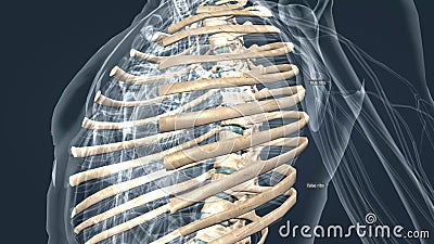 The Chest, Called the Thorax, is the Upper Part of the Body Located ...