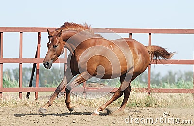 Chestnut Trakehner Horse Royalty Free Stock Photos - Image: 10570938