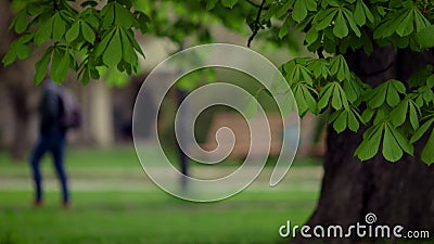 A Chestnut Tree with Fresh Green Leaves Swaying on the Wind in Spring ...