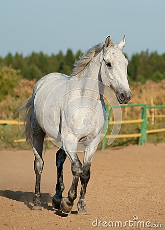 Cheval Gris Image stock - Image: 35521621