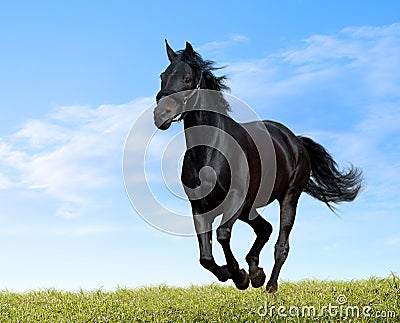 Cheval Noir Photo stock - Image: 3703610