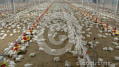 Chicken Automatic Feeding in Close Farm, Temperature and Light Control ...