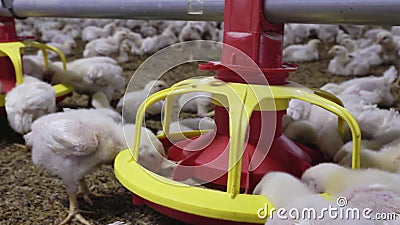 Chicken Automatic Feeding in Close Farm, Temperature and Light Control ...