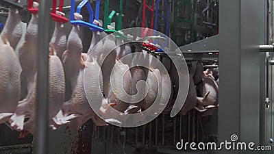 Chicken Hang on Rail Conveyor Move To Cut Offal Machine Stock Video ...
