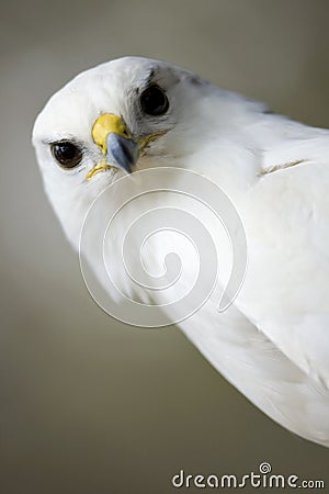 Chicken Hawk Stock Images - Image: 7213484