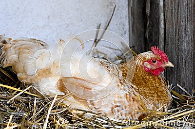 7,780 Chicken Sitting Photos - Free & Royalty-Free Stock Photos from ...