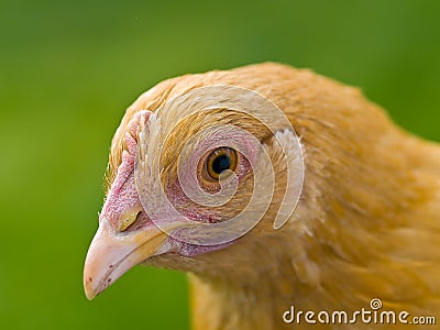 Chicken Portraits Royalty-Free Stock Photography | CartoonDealer.com ...
