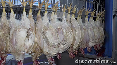 Chicken Processing Line at Meat Production Line. Stock Video - Video of ...