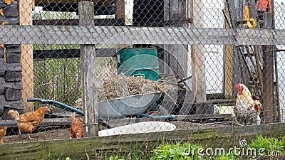 Chicken rooster barn stock video. Video of claw, 1920x1080 - 71676713