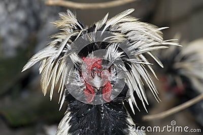 Chicken With Ruffled Feathers Stock Images - Image: 9960674