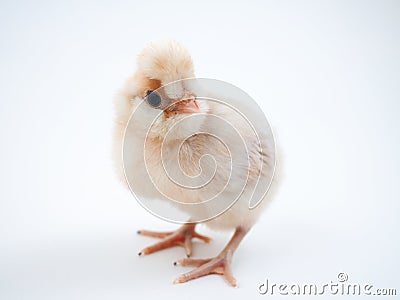 Chicken On A White Background. Breed Paduan Stock Photo | CartoonDealer ...