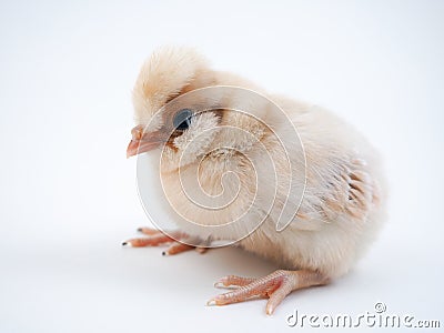 Chicken On A White Background. Breed Paduan Royalty-Free Stock Image ...