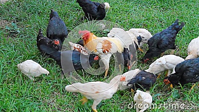 Chickens Eating Rice on Grass Field Stock Footage - Video of feeding ...