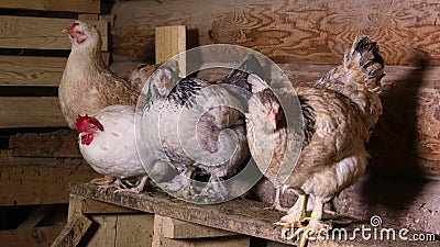 Chickens sit on a roost stock footage. Video of fowl - 109457196