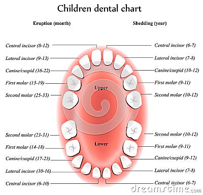 Children Teeth Anatomy Cartoon Vector | CartoonDealer.com #19151737