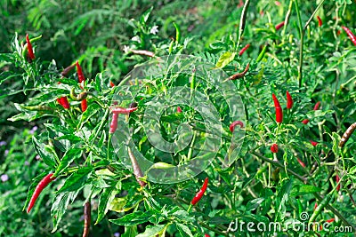 Chilli Plant Stock Images - Image: 21841714