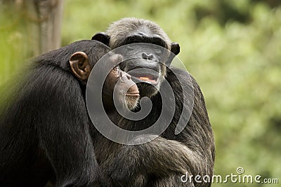 Chimp Couple Stock Photography - Image: 20810612