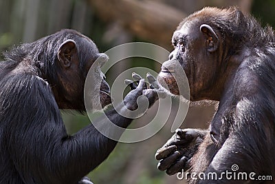 Chimpanzee Couple Stock Photo - Image: 45490416
