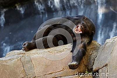 Chimpanzee Laughing Stock Photography - Image: 616632