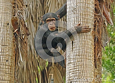 Chimpanzee stock photo. Image of natural, lonely, green - 23265968