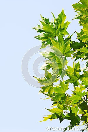 Chinar Leaf Stock Image - Image: 7349201