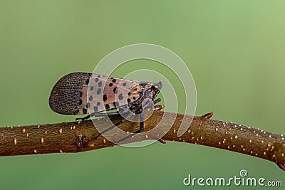 Chinese Invasive Spotted Lanternfly On A Twig Stock Photography ...