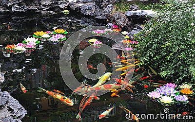 Chinese Koi Pond Stock Image - Image: 4309081
