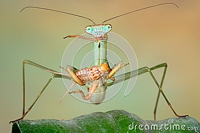 Chinese Mantis Eating Cricket Royalty Free Stock Images - Image: 1700749