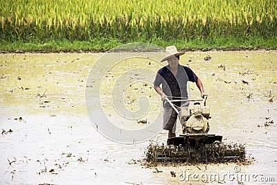 Chinese Rice Farming Editorial Photo - Image: 10461561