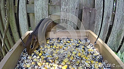 Chipmunk stock video. Video of natural, bird, wildlife - 67571145