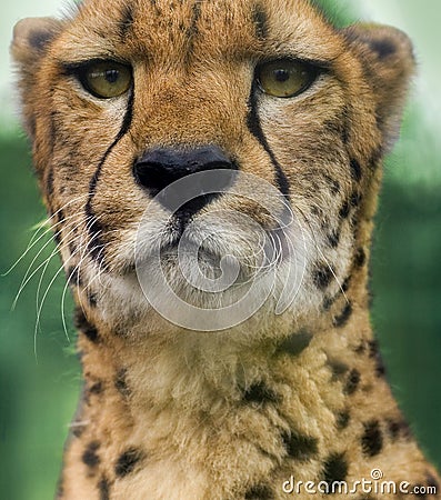 Chita Stock Photography - Image: 1206872