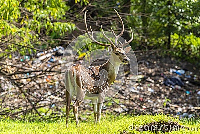 Chital Deer With Land Pollution In The Background. Indicates ...
