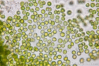 Chlorella Under The Microscope In Lab. Stock Photo | CartoonDealer.com ...