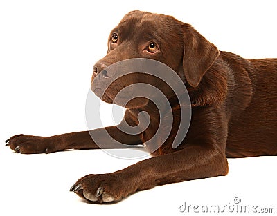 Black Labrador in Red Tie stock photo. Image of cute, gundog - 7754654