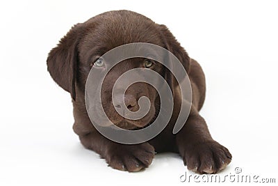 Chocolate Labrador Retriever Puppy With Green Eyes Royalty Free Stock ...