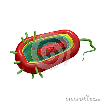Cholera Cell Anatomy - Isolated On White Stock Illustration - Image ...