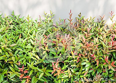 Christina Tree Stock Photo - Image: 58828016