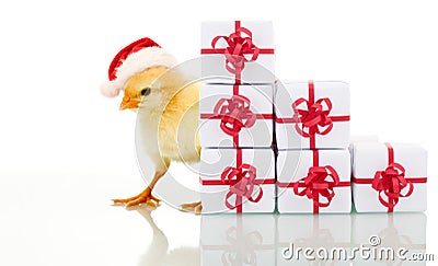 Christmas Chicken With Presents Stock Image - Image: 35212021