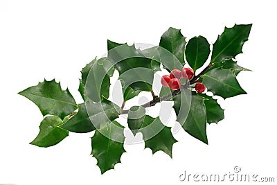 Christmas Holly Royalty Free Stock Photography - Image: 3282157